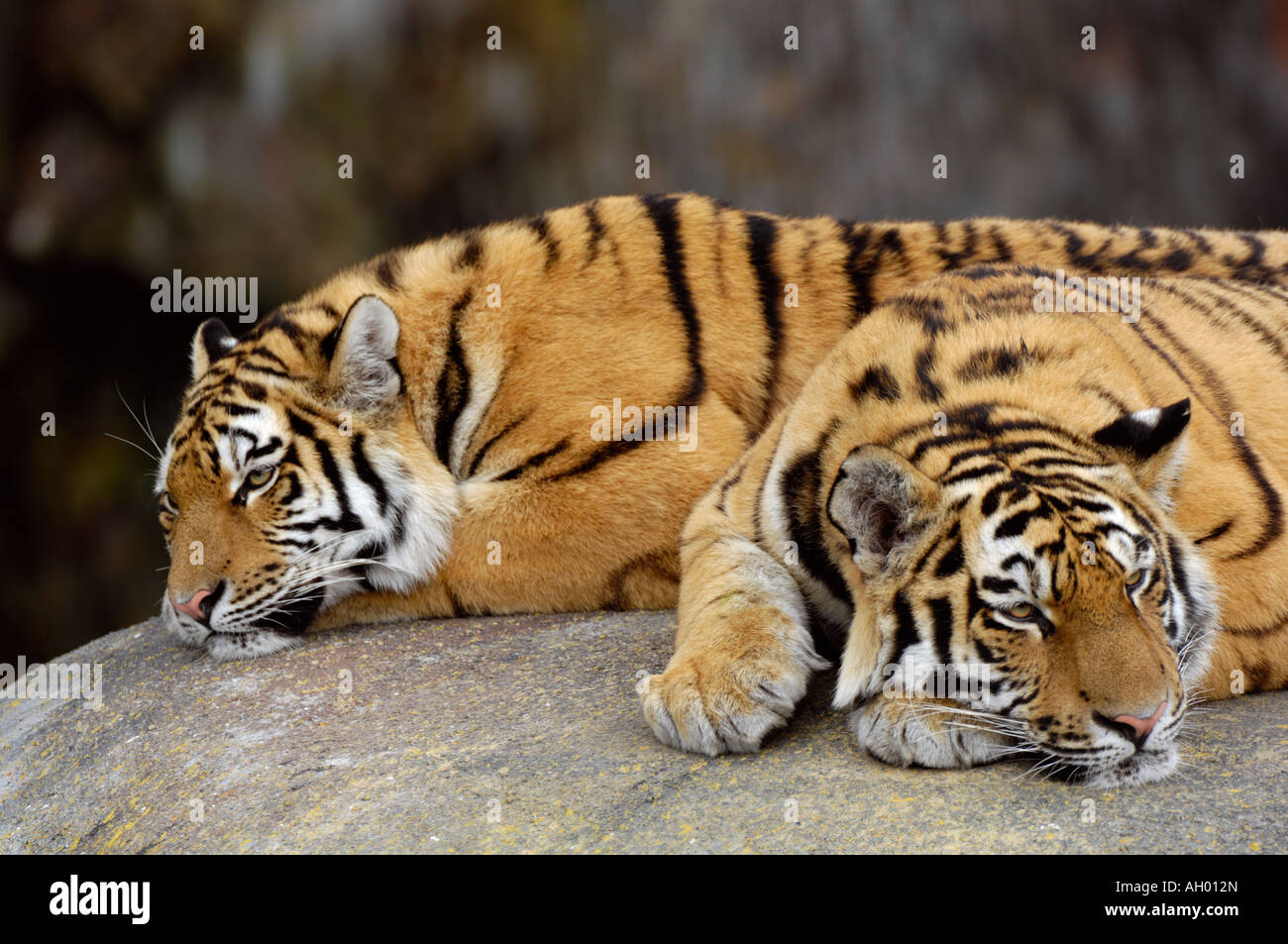 Two tigers, lying next to each other (Panthera tigris, game reserve ...