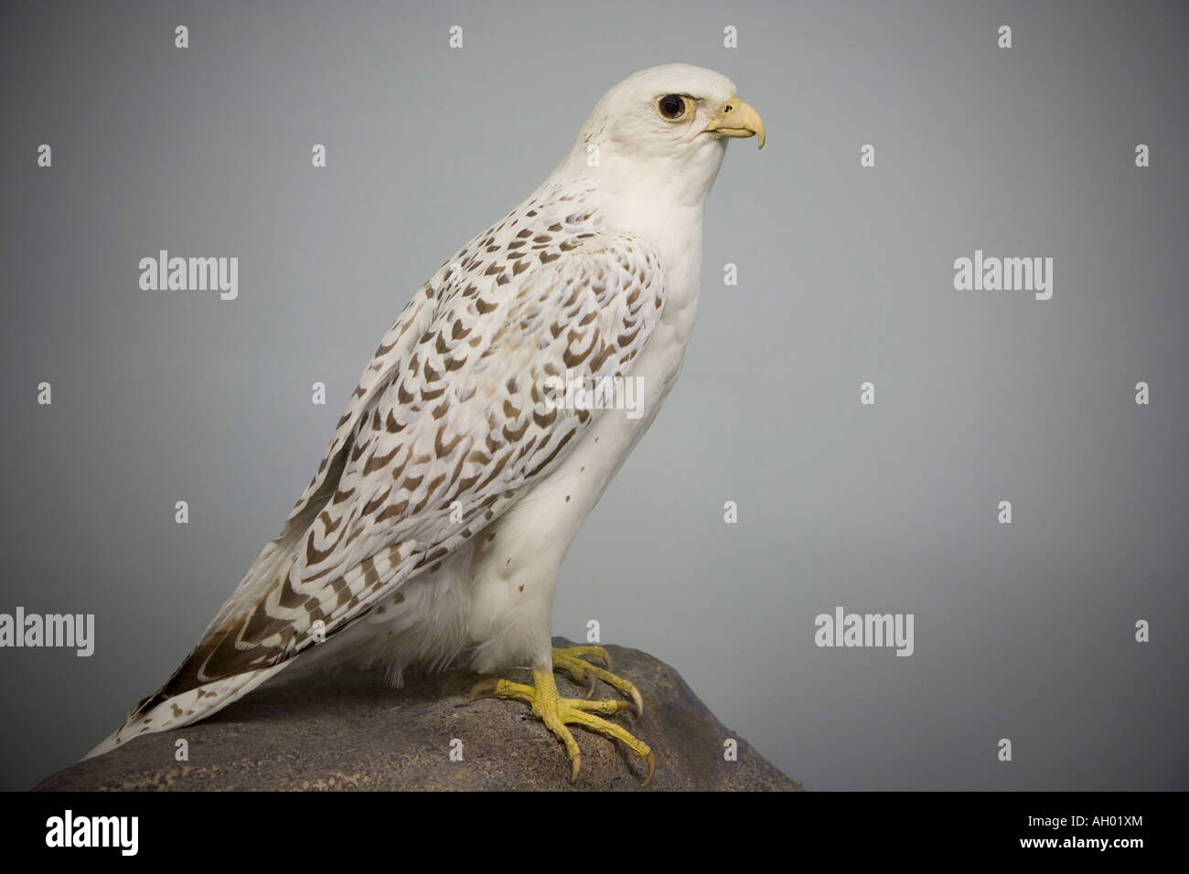 Silver falcon hi-res stock photography and images - Alamy