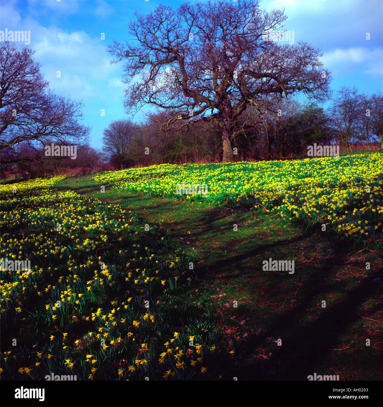 Butley daffodil woods Suffolk England Stock Photo - Alamy