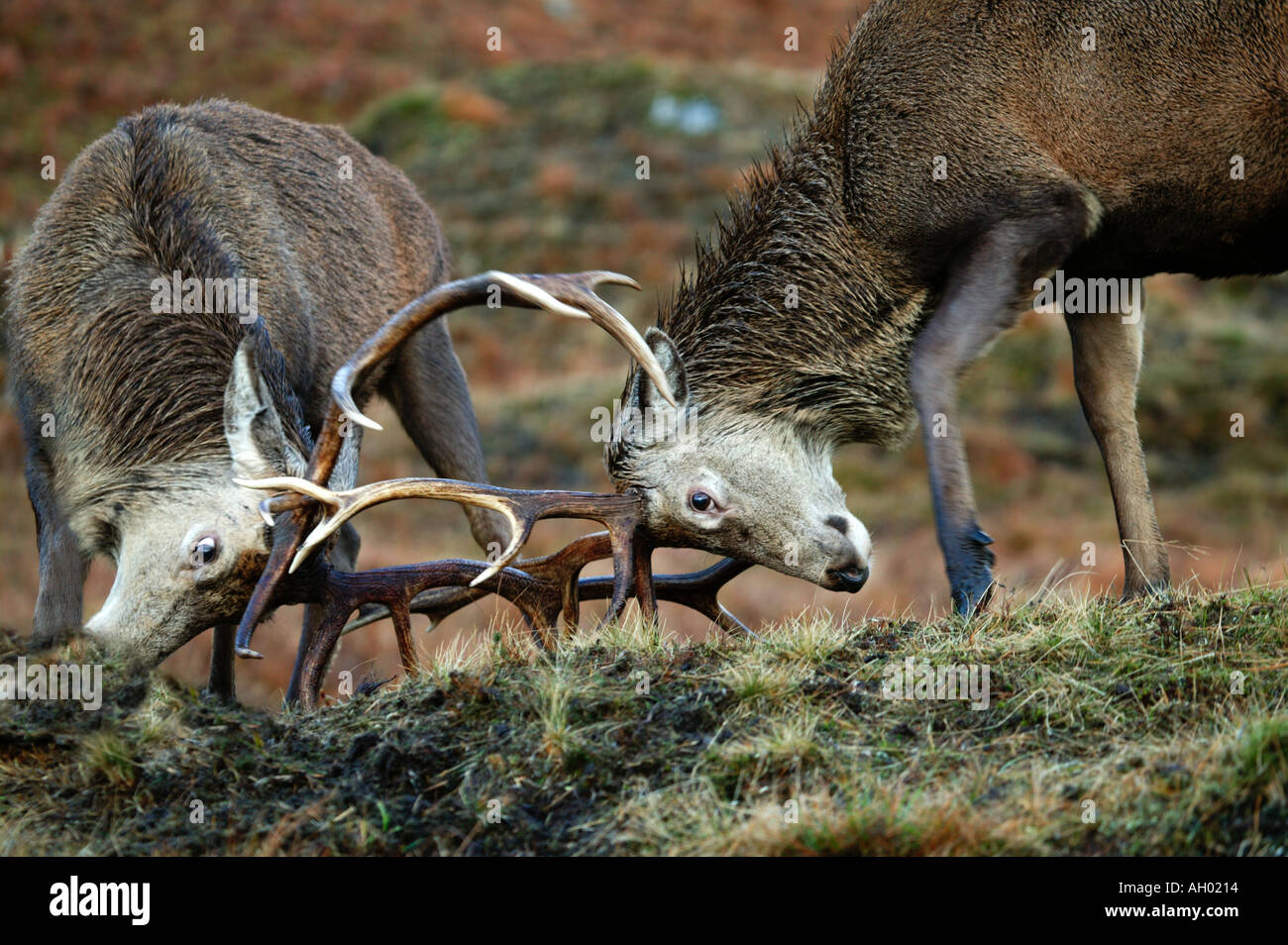 Wild Red Deer stags fighting in the mountains of the Scottish Highlands ...