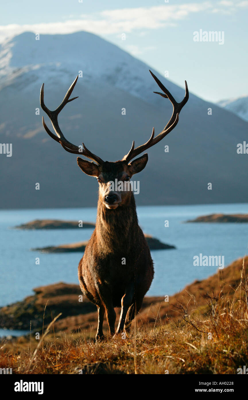 Wild red deer stag cervus elaphus with loch and mountain background ...