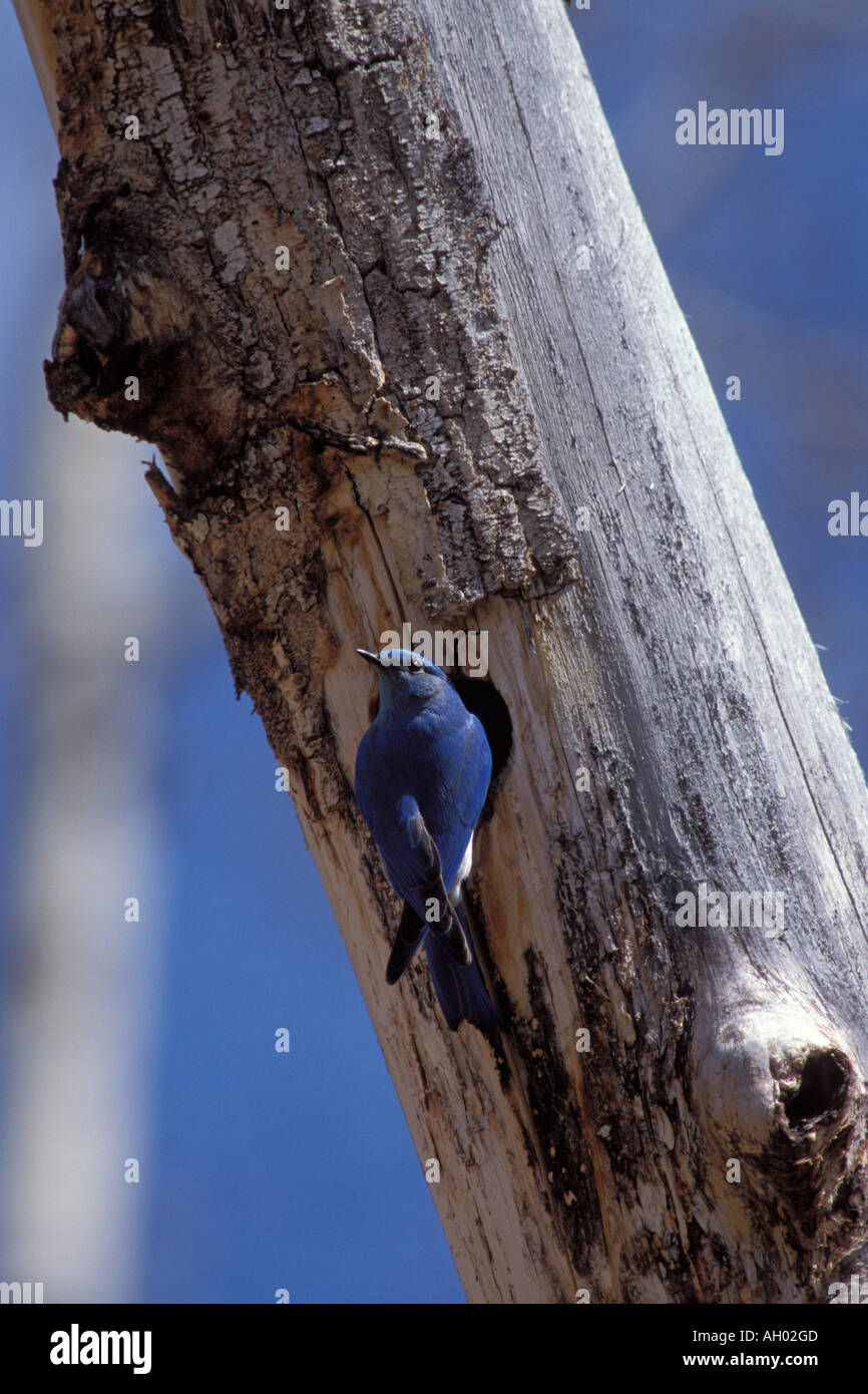 mountain bluebird Sailia currucoides male sits at its nest hole in a ...