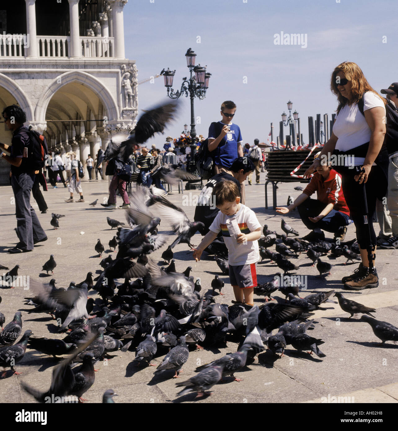 Pigeons in venice at the palazzo ducale hi-res stock photography and ...