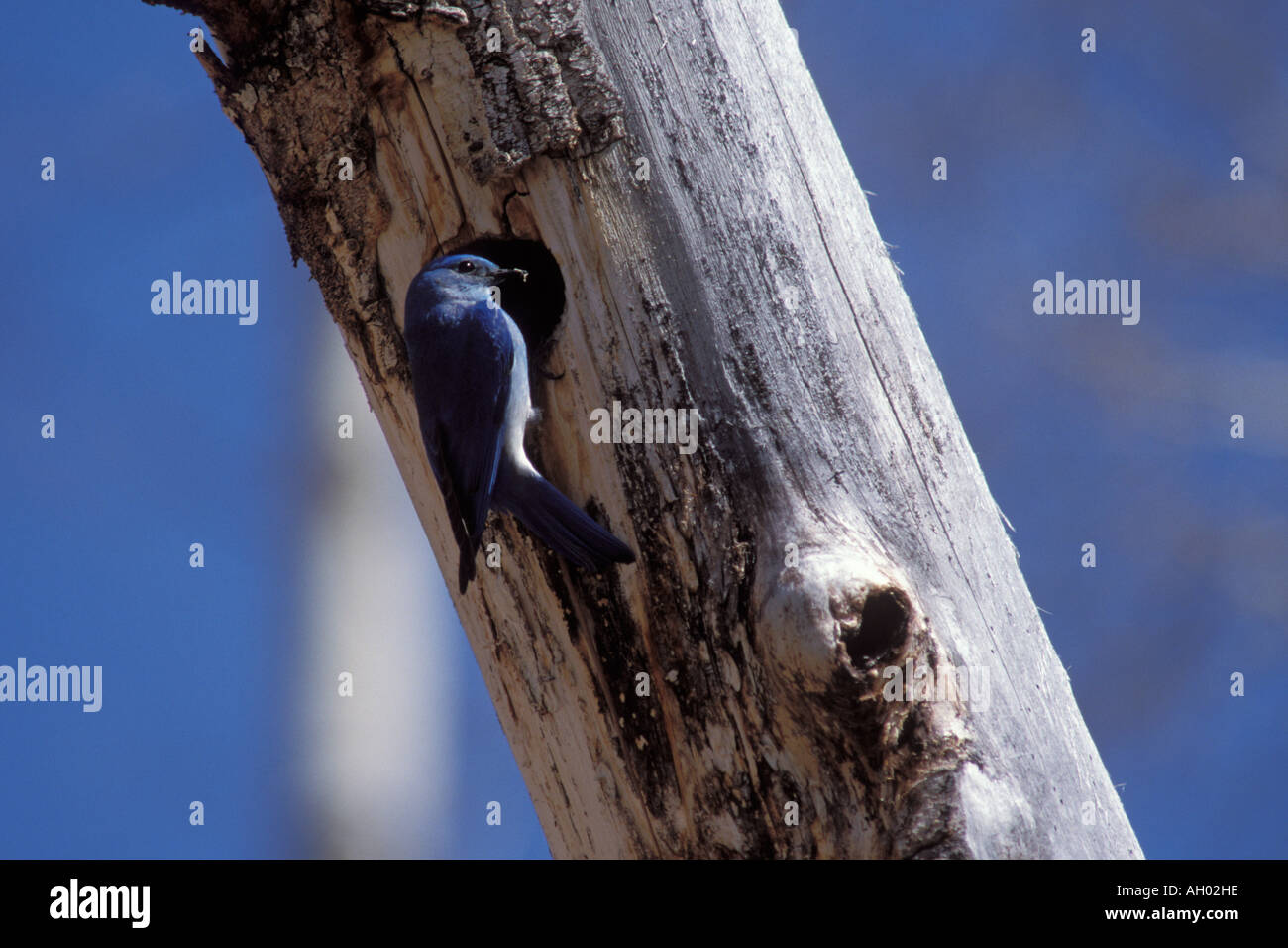 mountain bluebird Sailia currucoides male sits at its nest hole in a ...