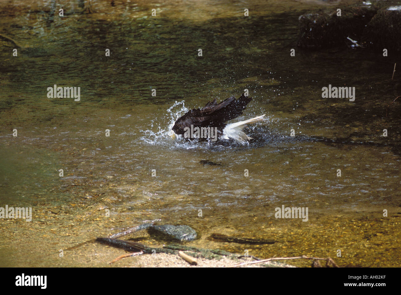 bald eagle Haliaeetus leucocephalus catching salmon in Anan Creek ...