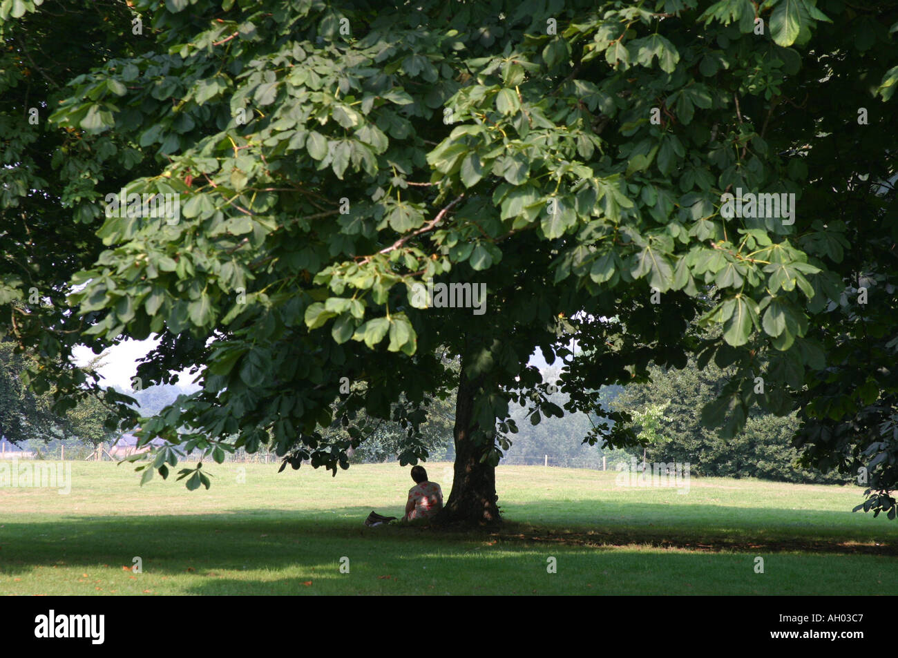 Lady Resting Under Tree in Hampshire Park England 2004 Stock Photo - Alamy