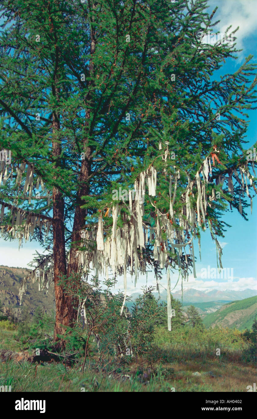 Yakal Saplungan The Return Of Philippine Native Trees