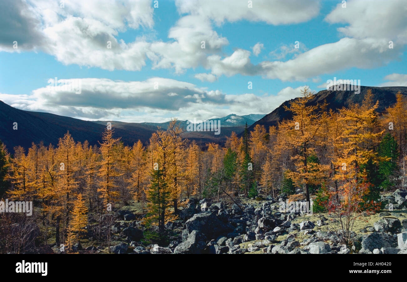 Larch tree forest the Polar Urals Russia Stock Photo - Alamy