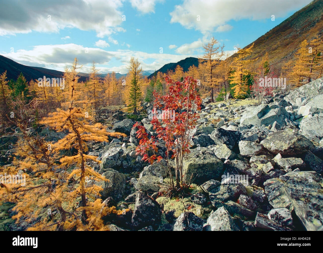 Mountain ash bush and larch tree forest the Polar Urals Russia Stock ...
