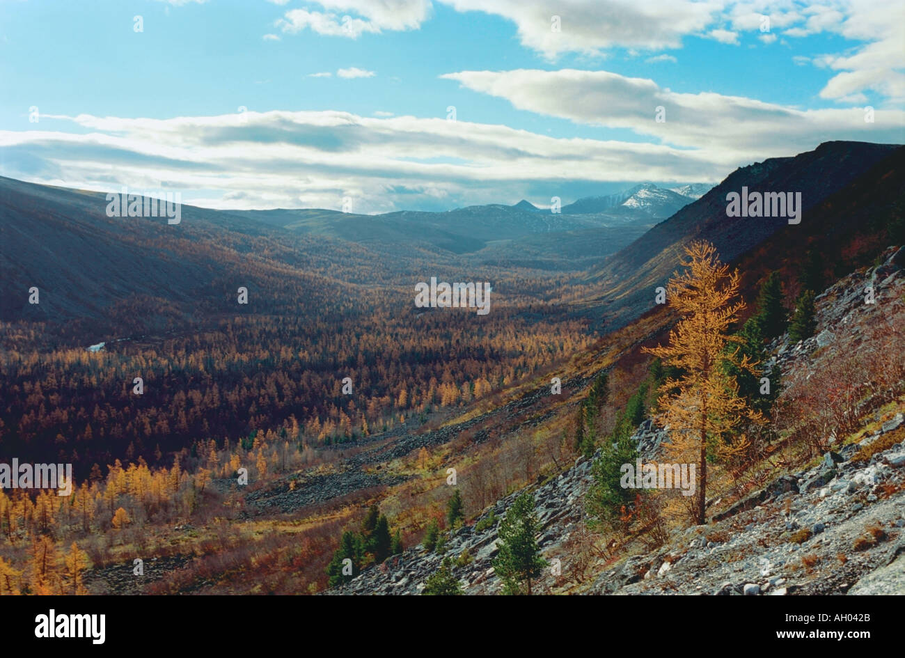 Larch tree the Polar Urals Russia Stock Photo - Alamy