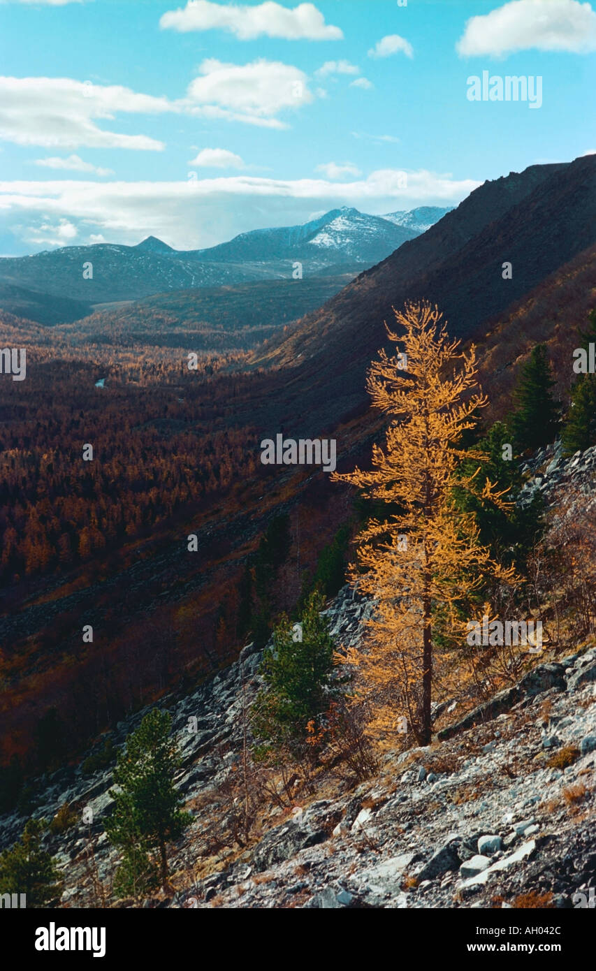 Larch tree the Polar Urals Russia Stock Photo - Alamy
