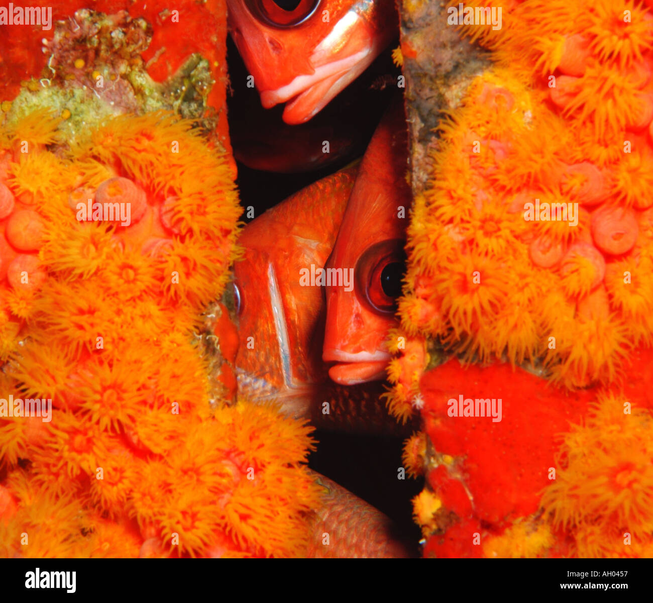 Squirrel fishes in the Gulf of Mexico, off Texas Stock Photo - Alamy