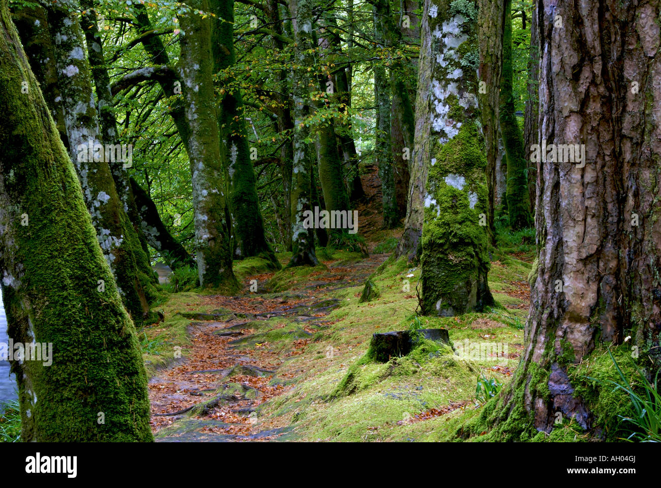 Path in the forest in Glencoe Scotland Stock Photo - Alamy