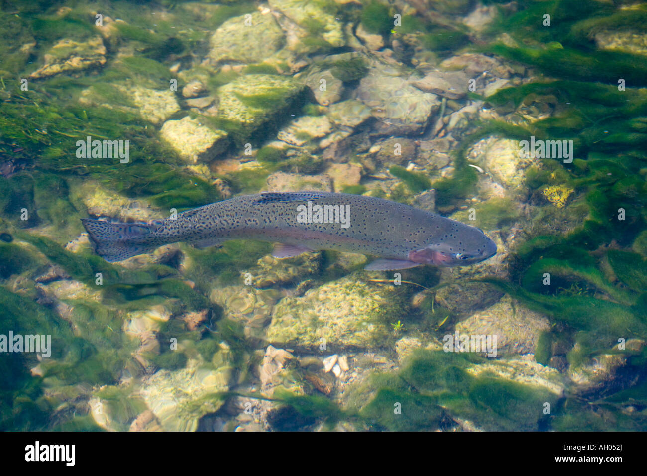 A trout in the River Coln flowing through the Cotswold village of ...