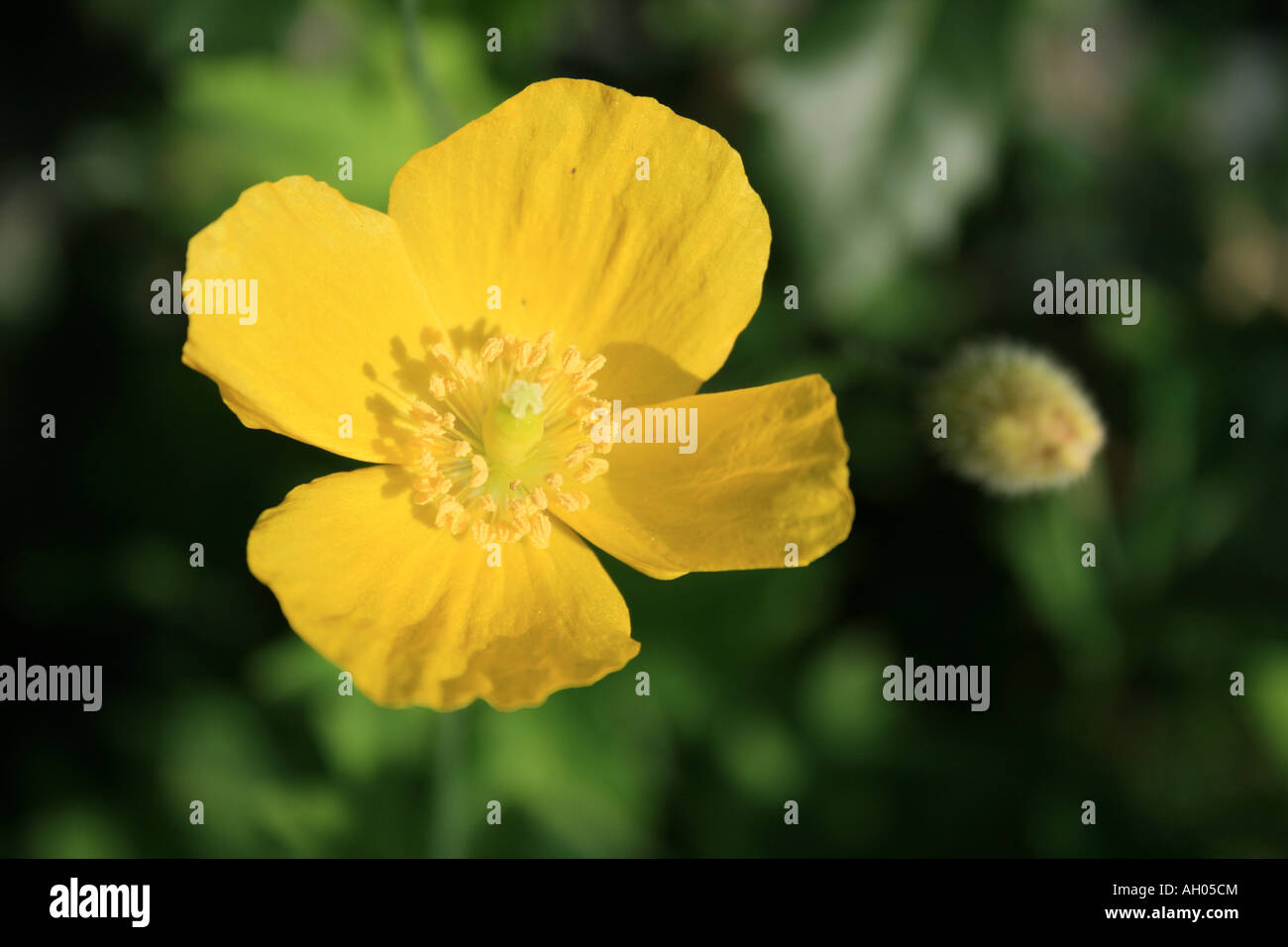 Welsh poppy flower bud hi-res stock photography and images - Alamy