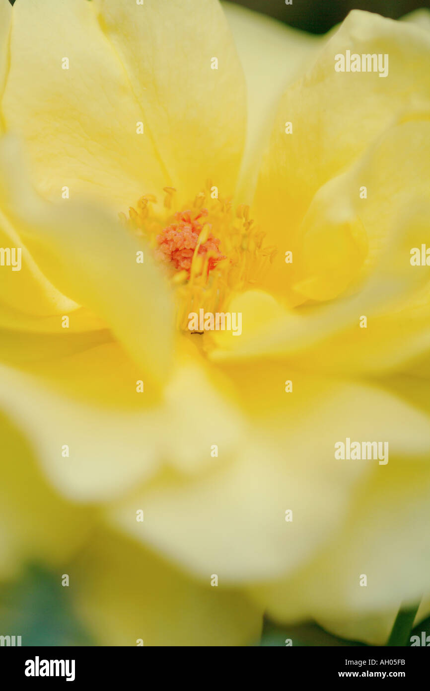 Heliotrope genus hi-res stock photography and images - Alamy