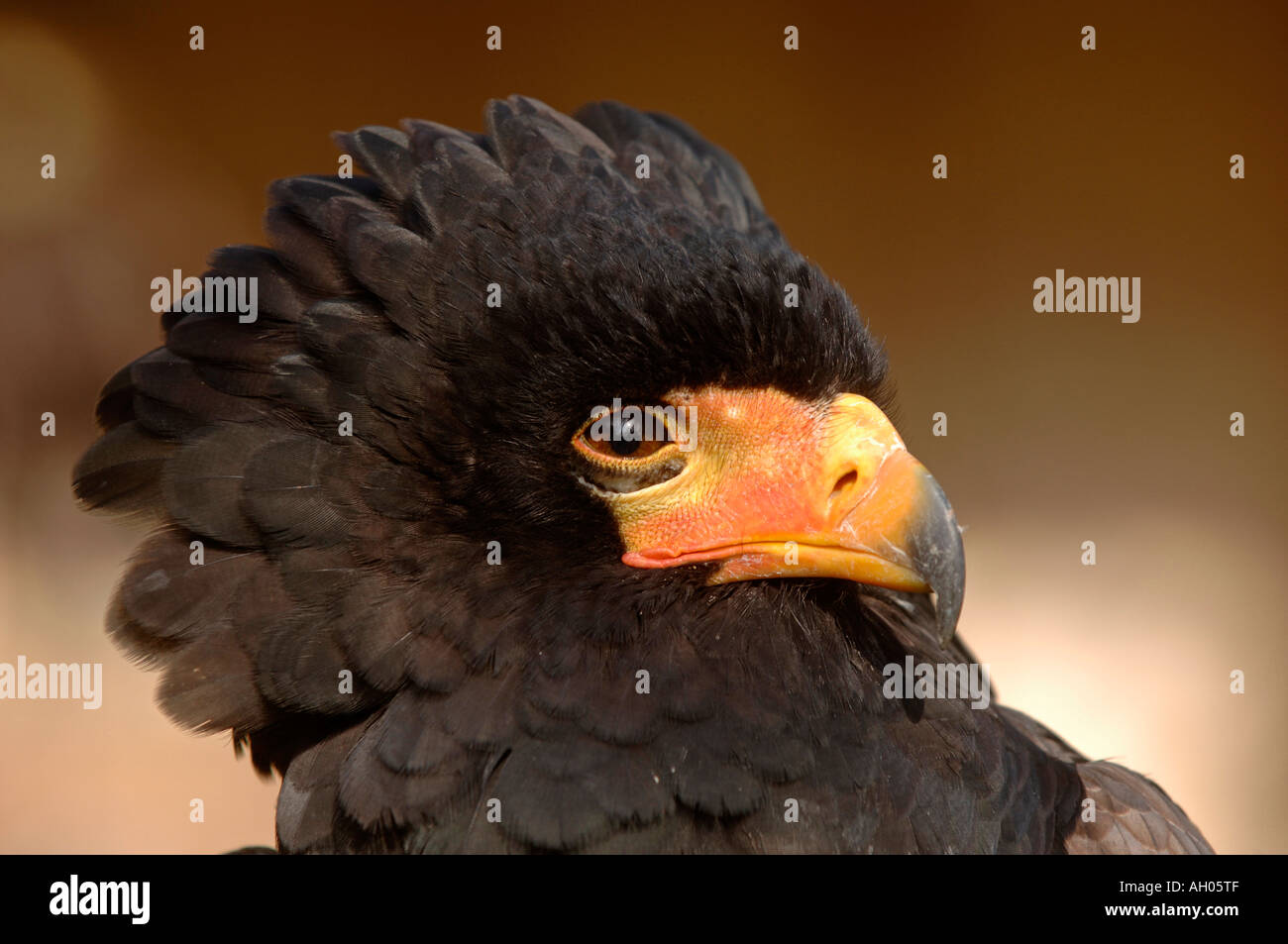 Portrait bateleur eagle hi-res stock photography and images - Alamy