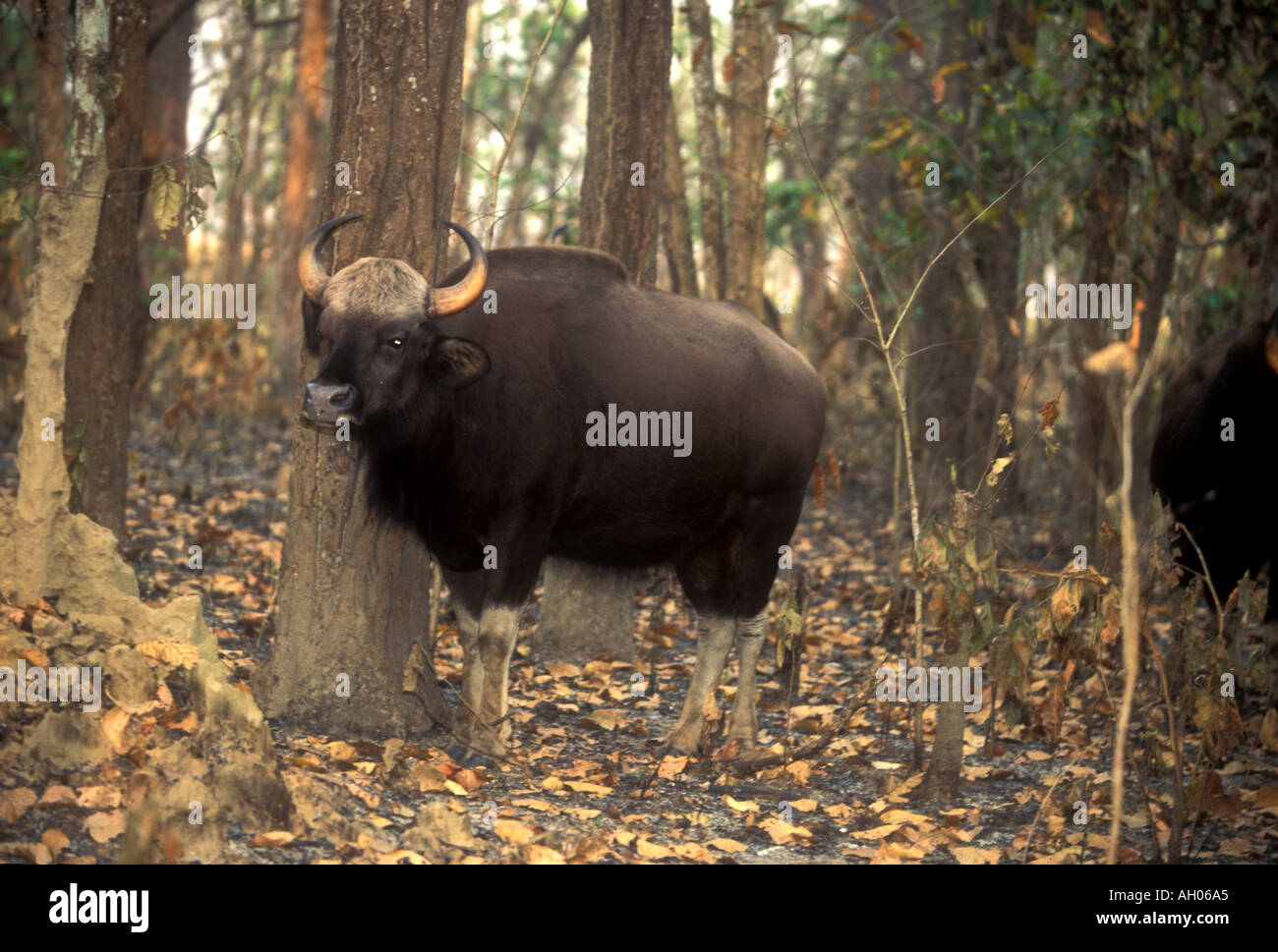 Female Gaur Royal Chitwan Nepal Stock Photo - Alamy