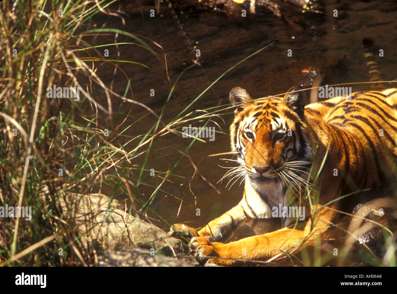 Tiger Royal Chitwan Nepal Stock Photo - Alamy