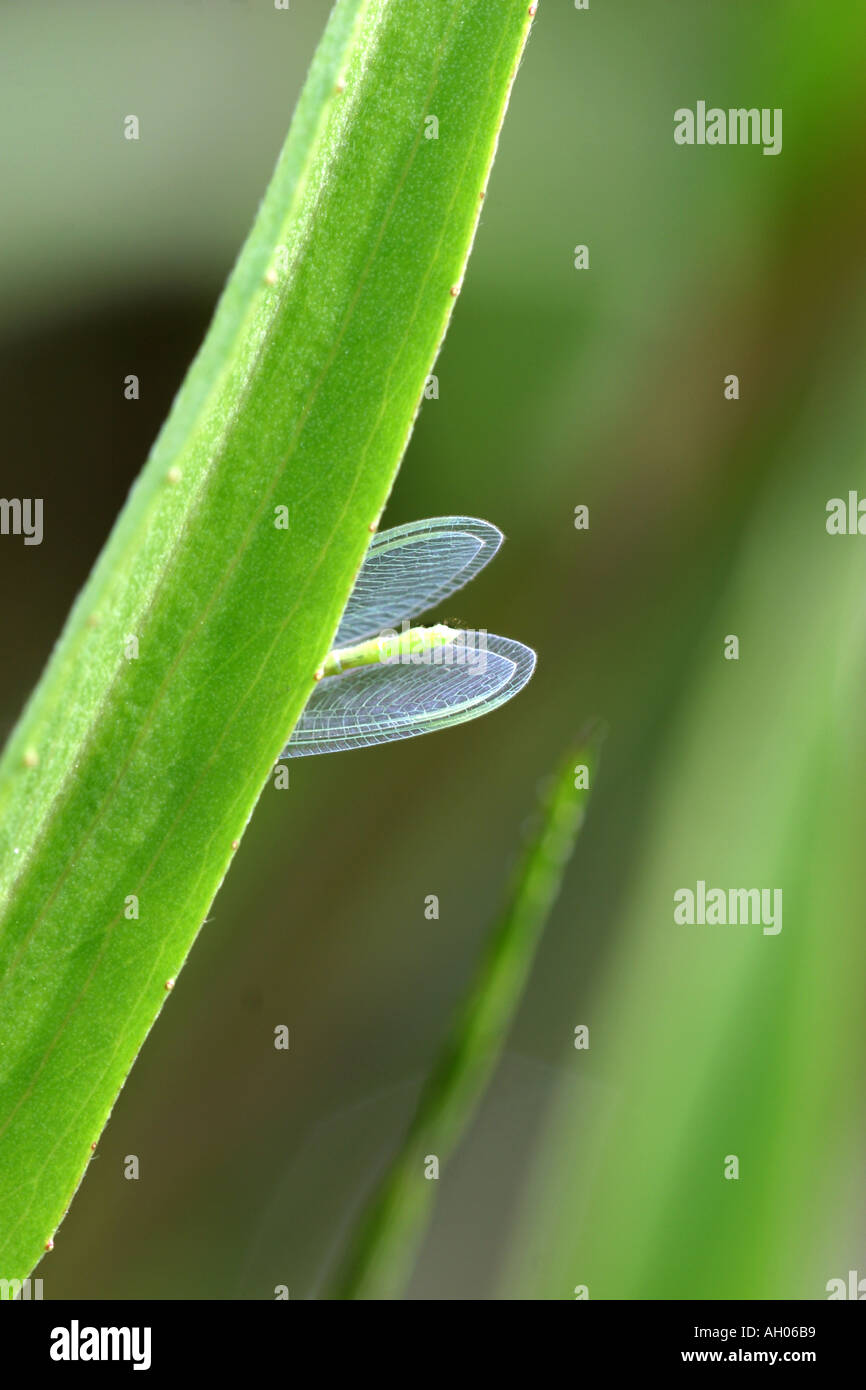 Peeking fly hi-res stock photography and images - Alamy
