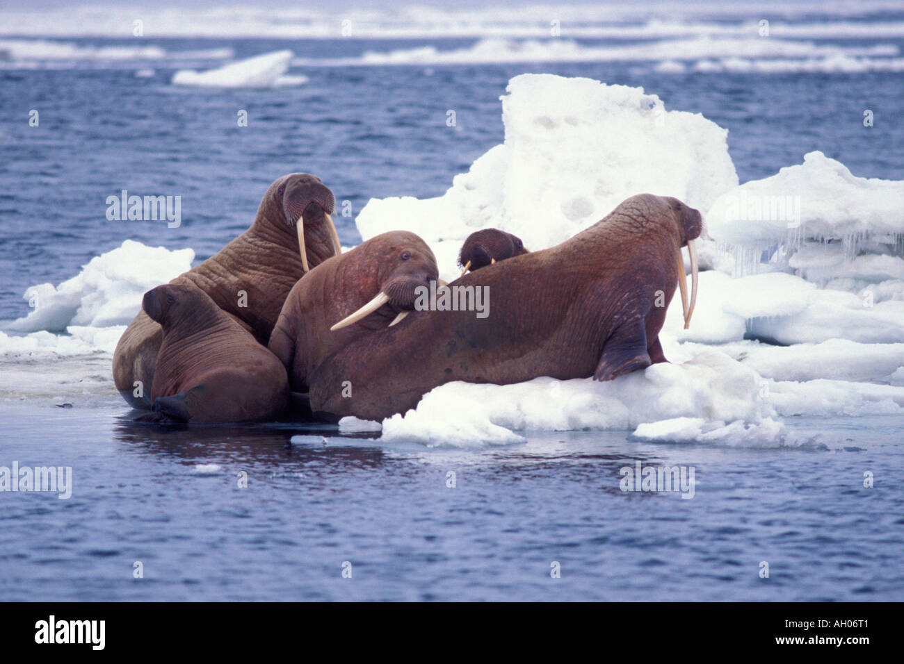 Rare images from bering sea hi-res stock photography and images - Alamy