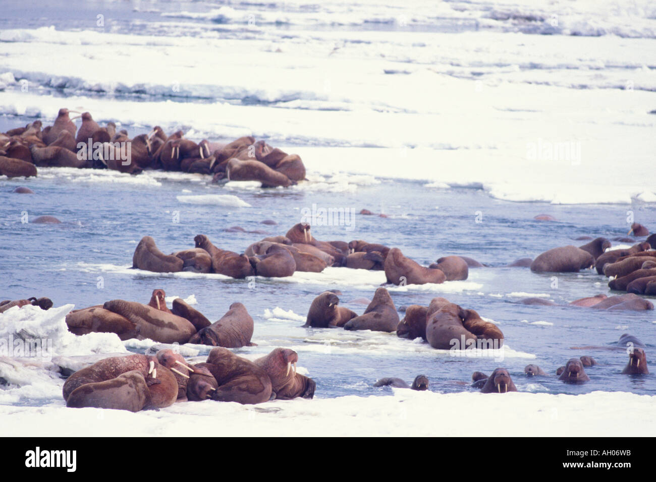 walrus Odobenus rosmarus groups on the pack ice Bering Sea Arctic ...
