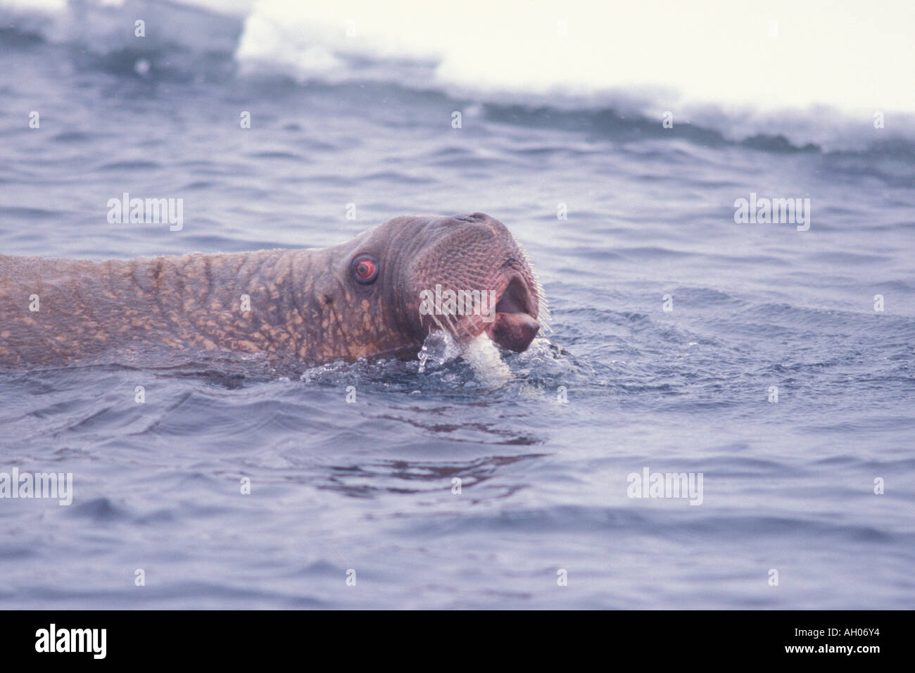Rare images from bering sea hi-res stock photography and images - Alamy
