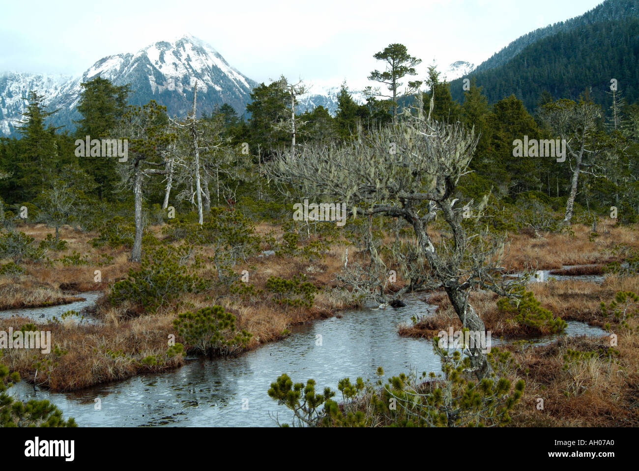 Swampy alaska hi-res stock photography and images - Alamy
