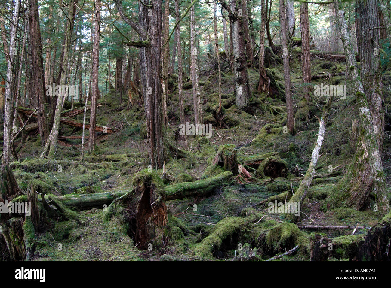 Alaskan rain forest Stock Photo - Alamy