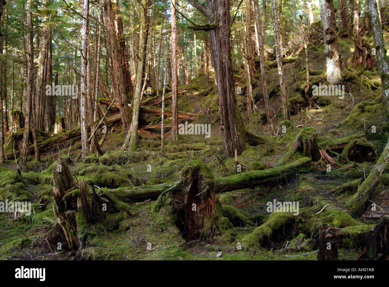 Alaskan rain forest Stock Photo - Alamy