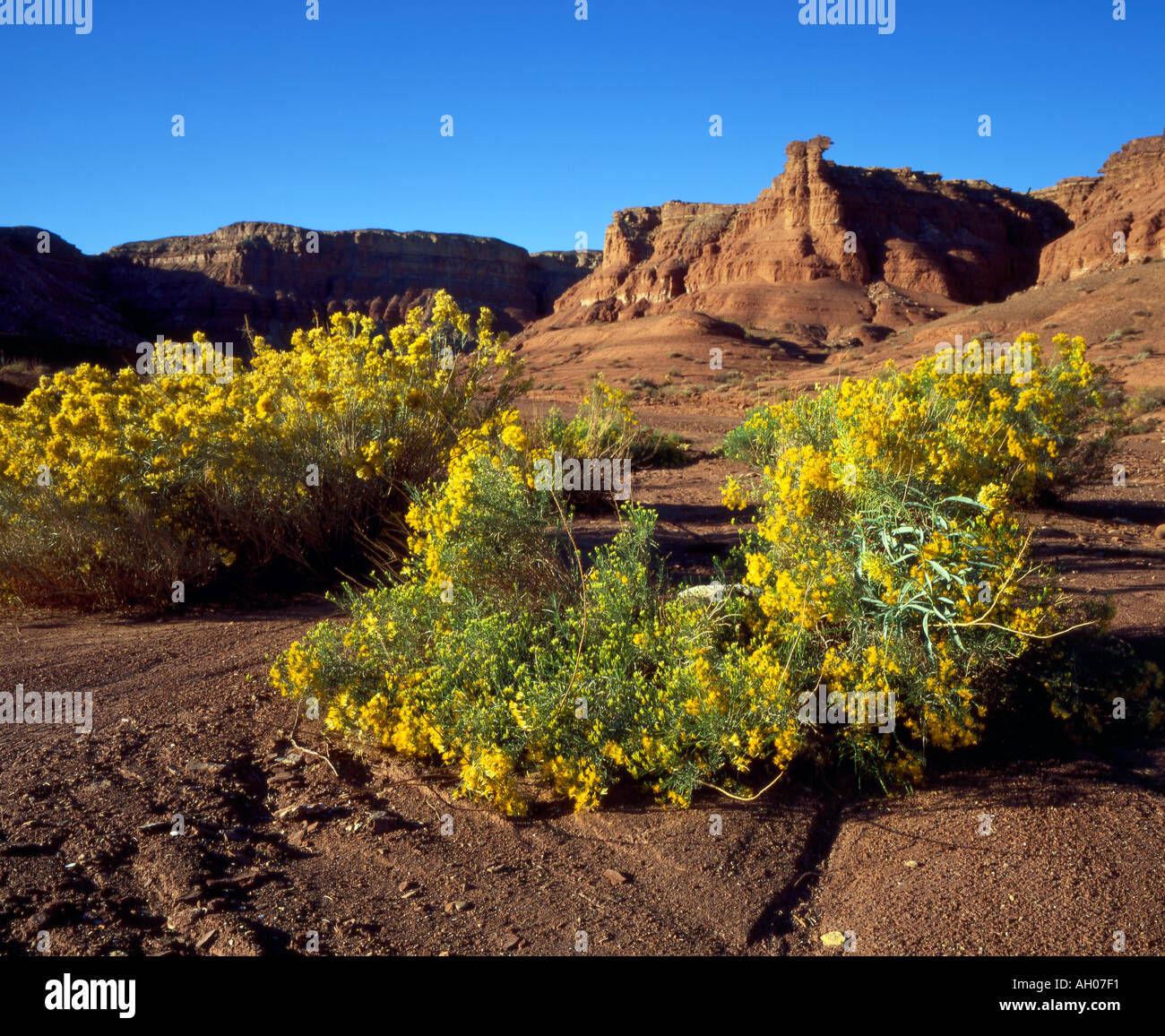 Desert flowers in wash Stock Photo - Alamy