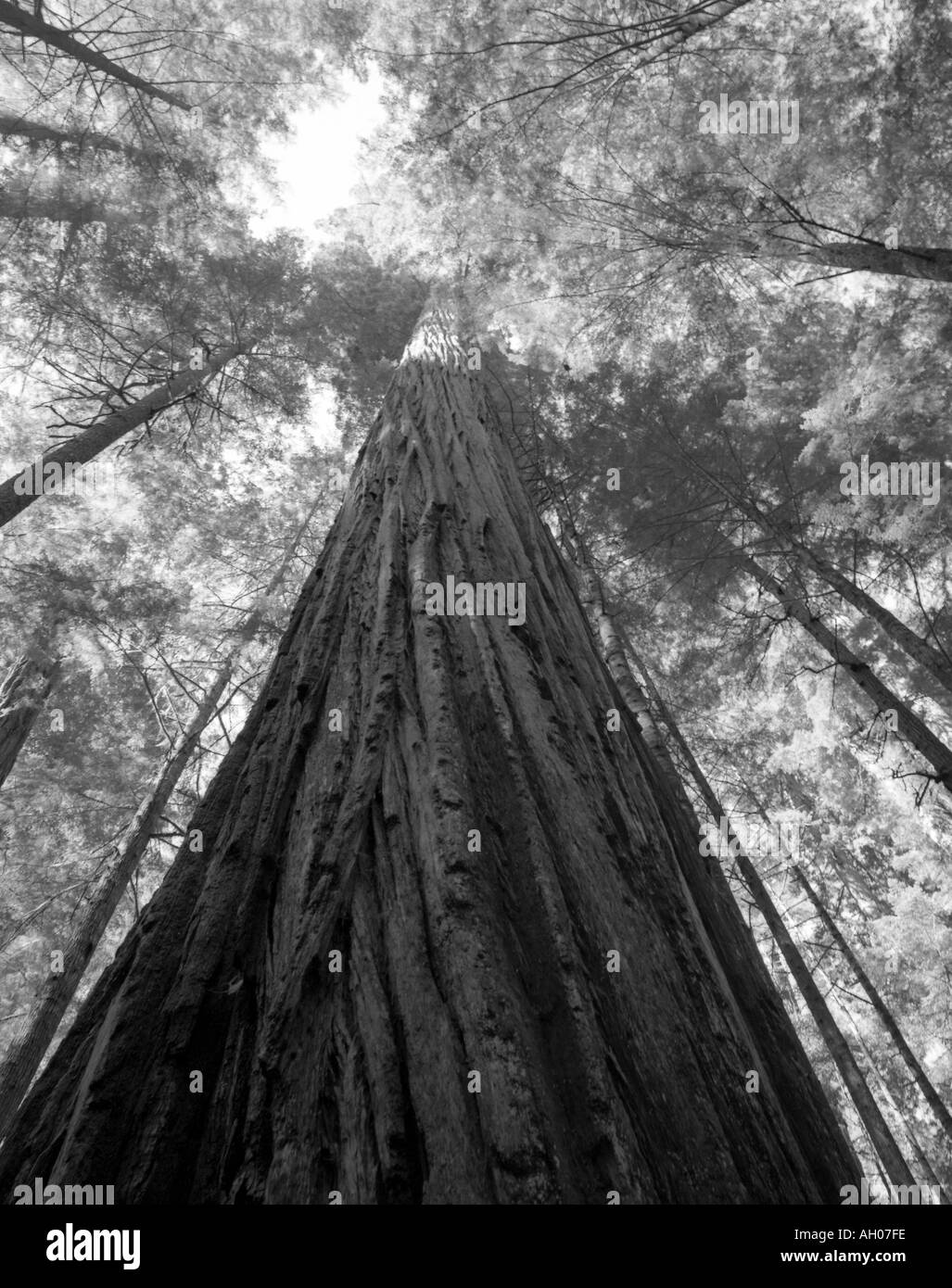 Towering redwoods in California Stock Photo - Alamy