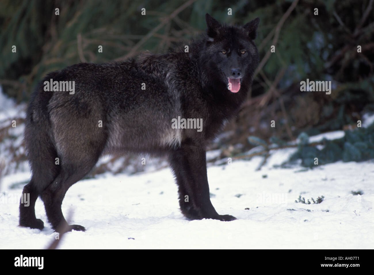 gray wolf Canis lupus female with a black coat in the foothills of the ...