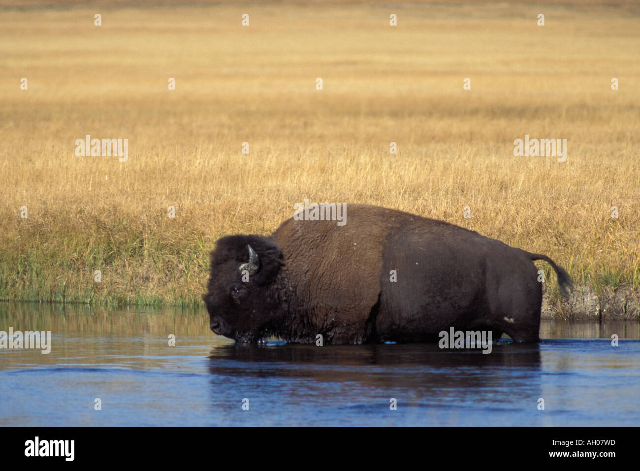 bison Bison bison bull in a river drinking water Yellowstone National ...