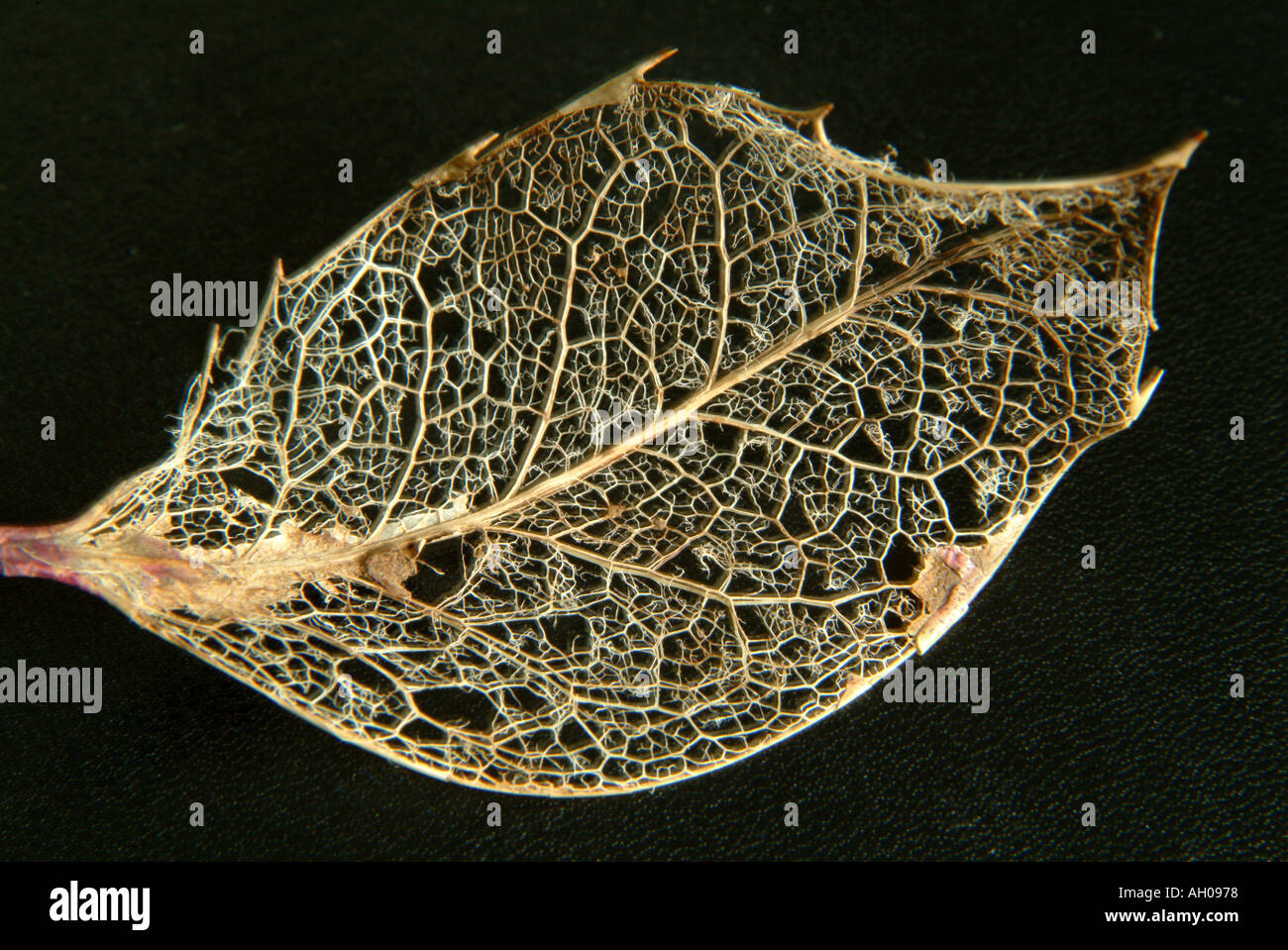 Skeleton of a leaf Stock Photo - Alamy