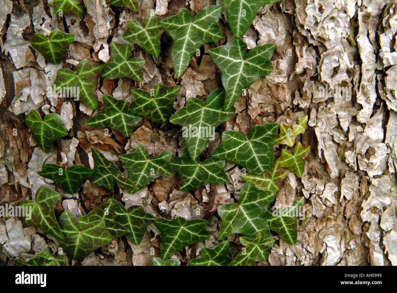 Ivy on a tree Stock Photo - Alamy