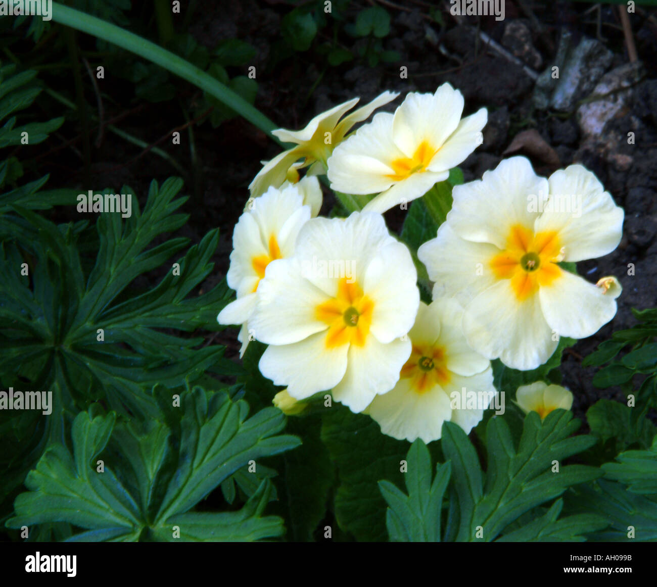 Colorful English flowers Stock Photo - Alamy