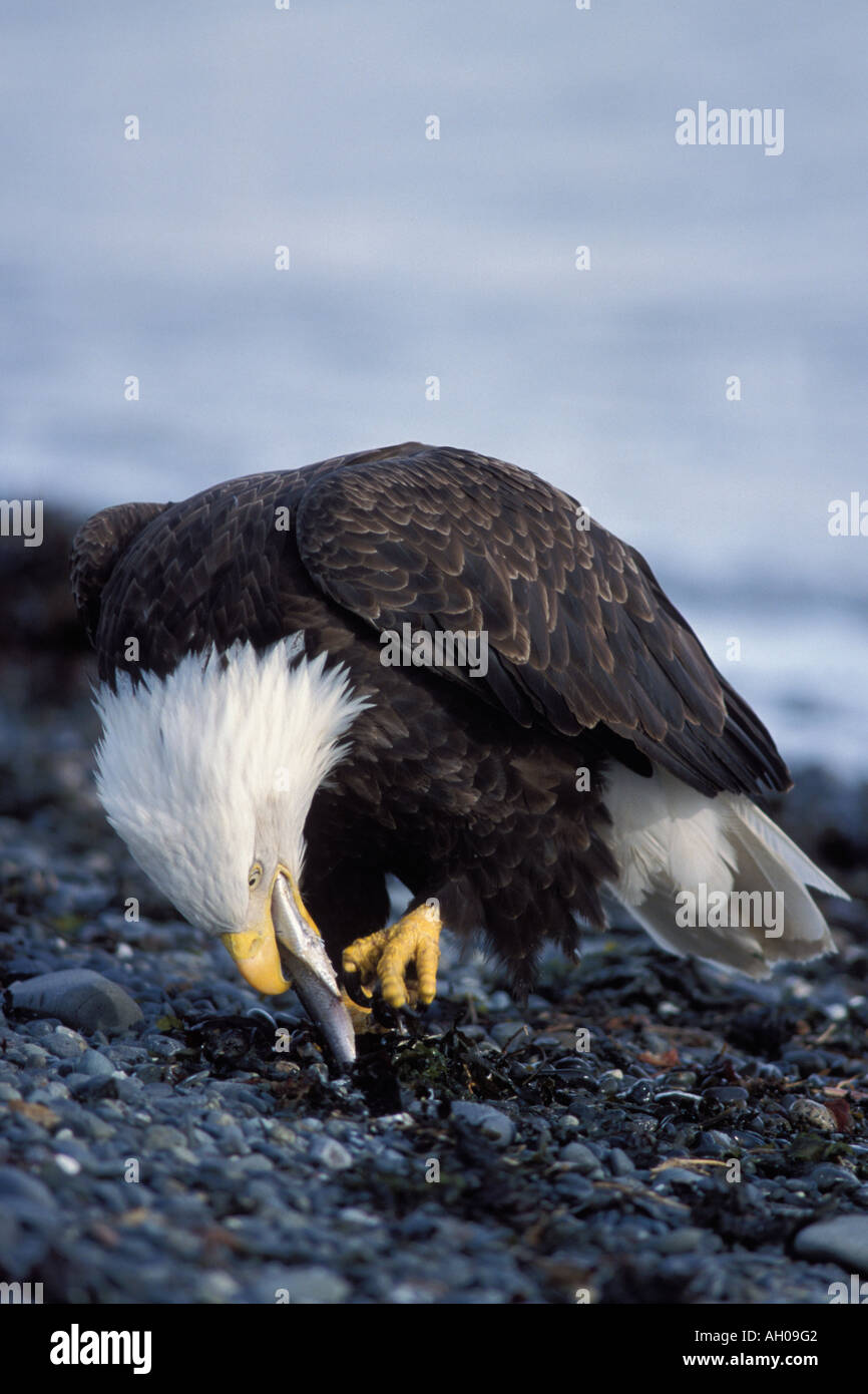 Headshots in flight hi-res stock photography and images - Alamy