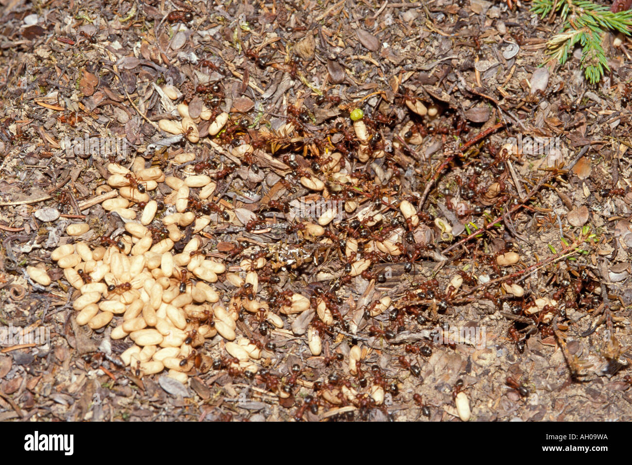 Western thatching ant hi-res stock photography and images - Alamy