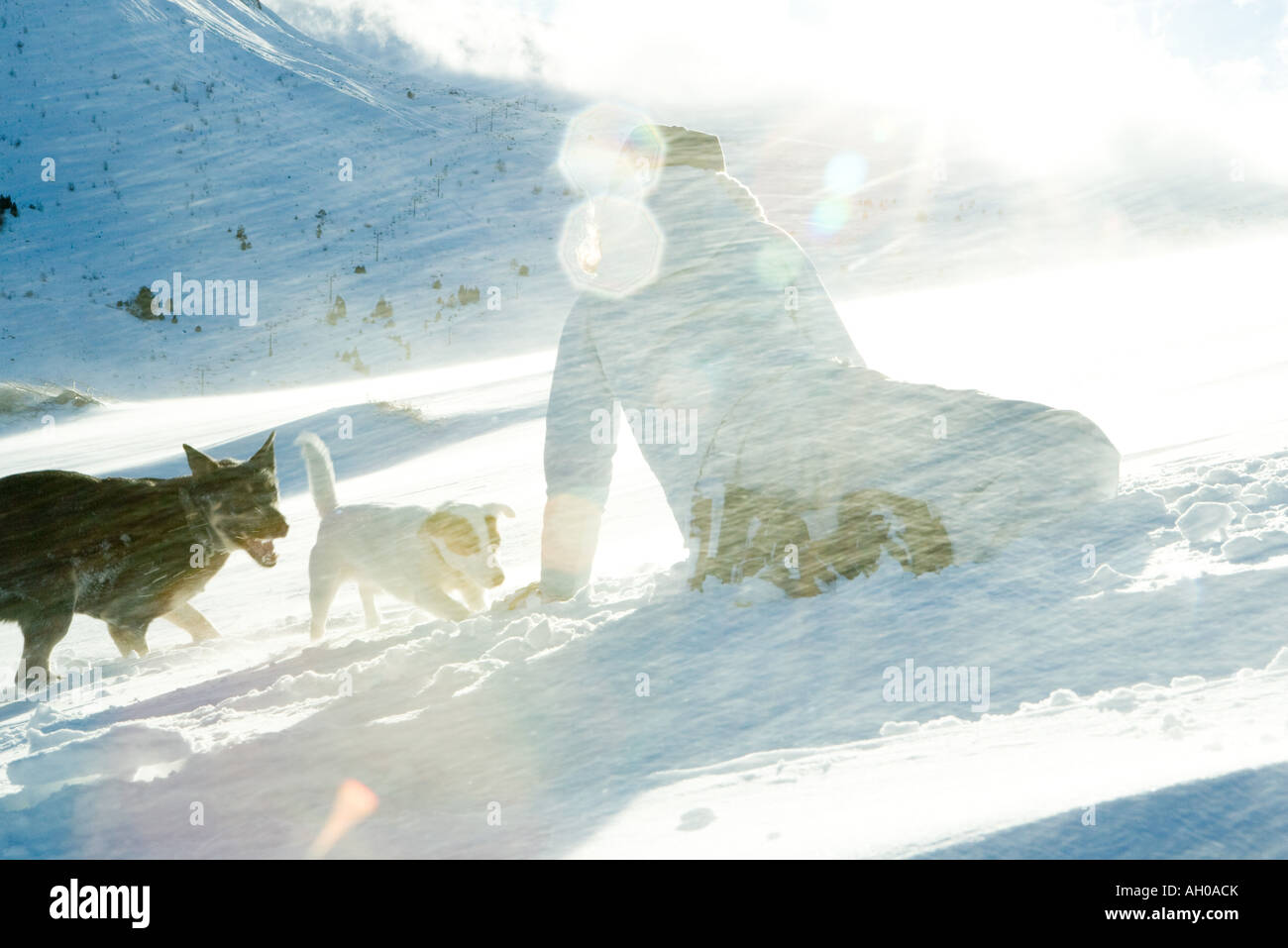 Teenage girl crouching in snow with two dogs, rear view Stock Photo - Alamy