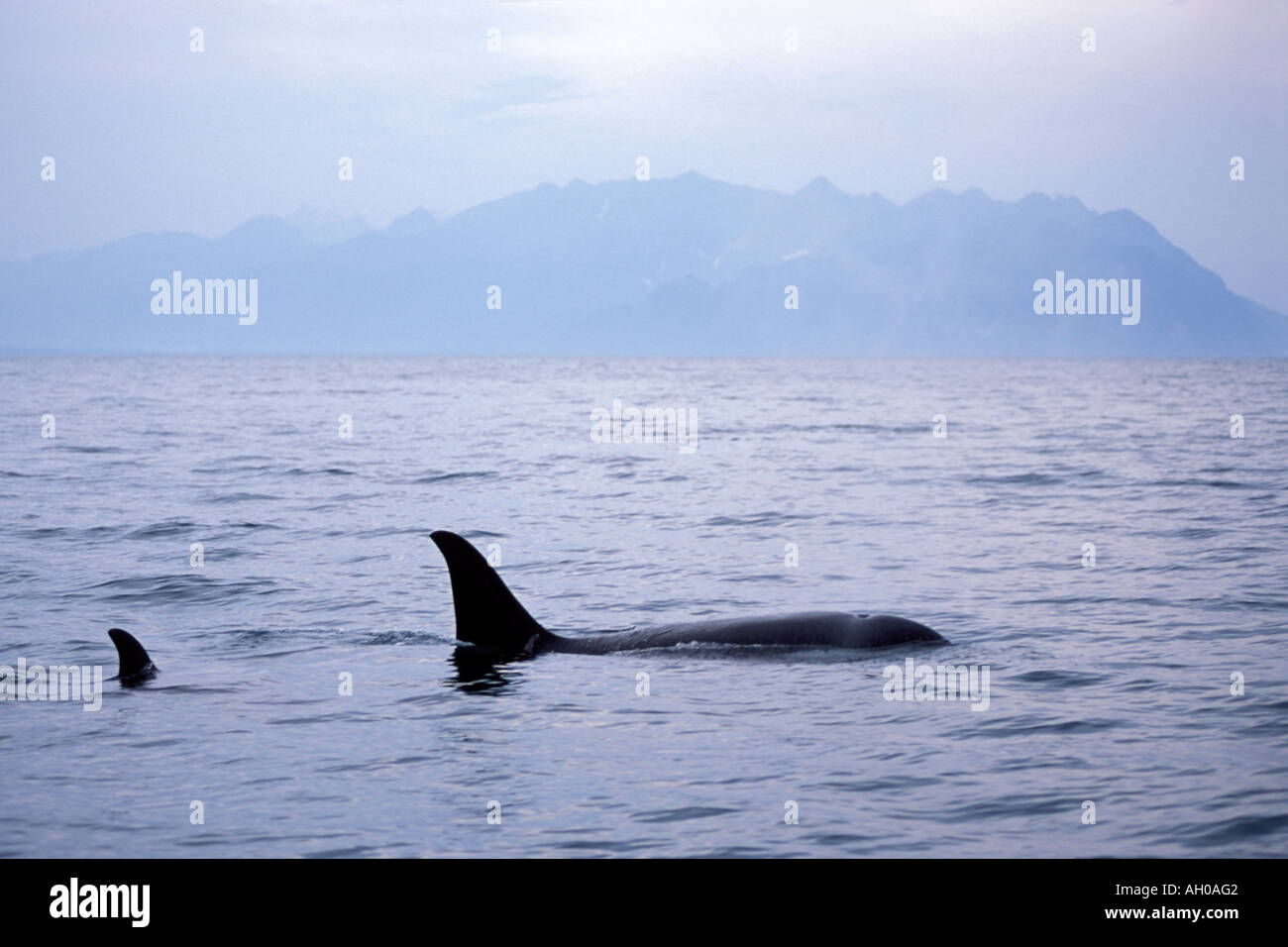 orca killer whale Orcinus orca male and female in Kenai Fjords National ...