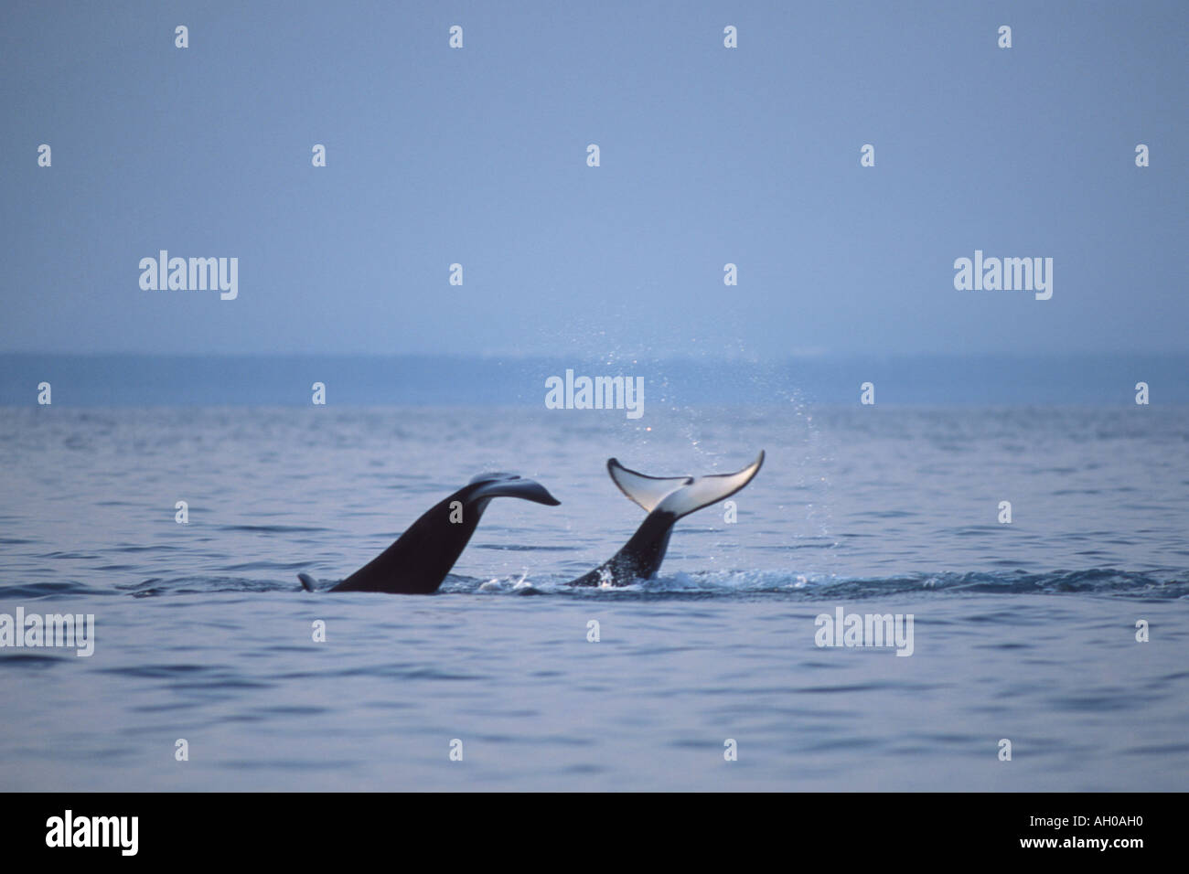orca killer whale Orcinus orca slapping their tails to stun fish ...