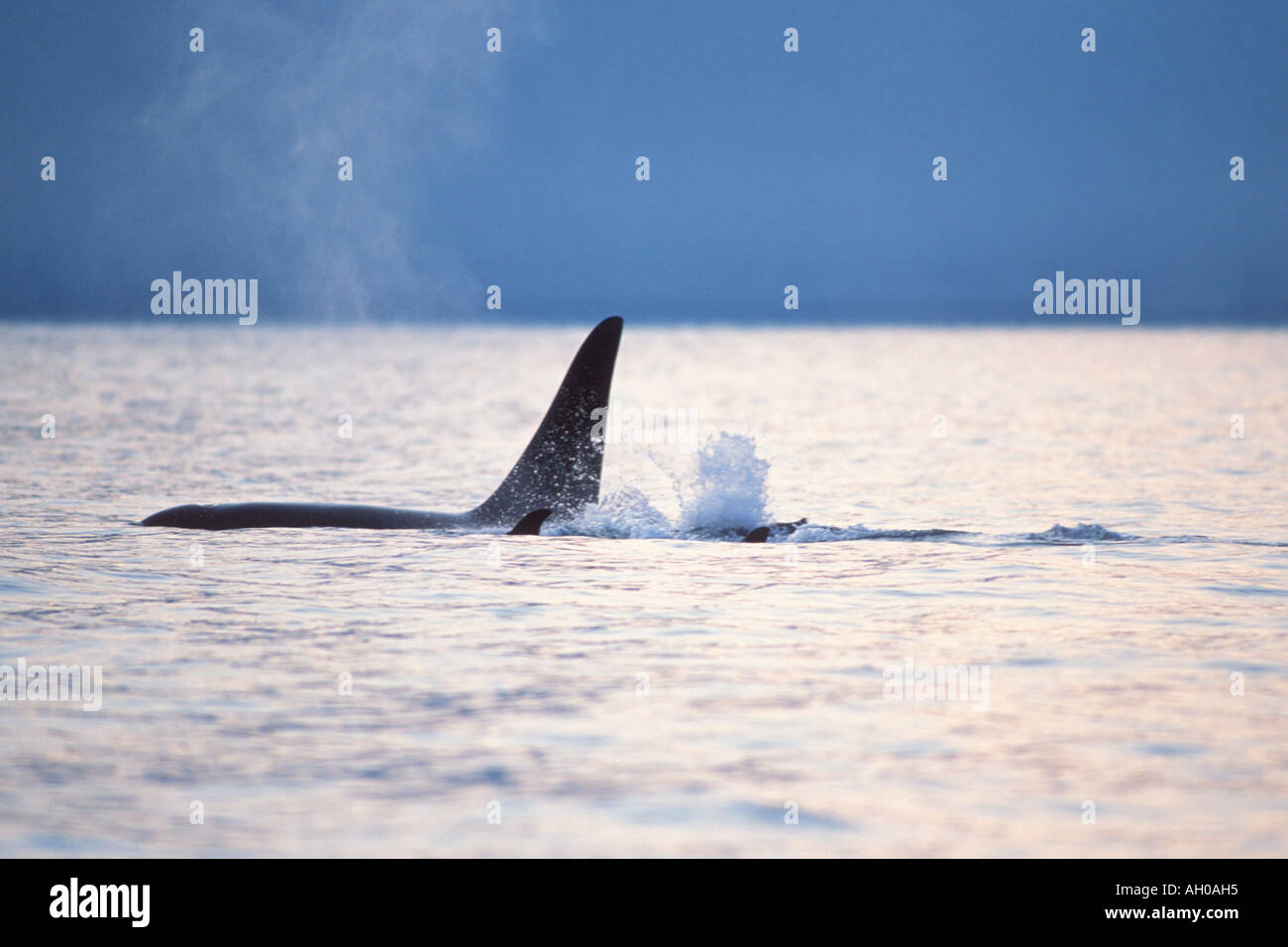 orca killer whale Orcinus orca pod in Kenai Fjords National Park ...