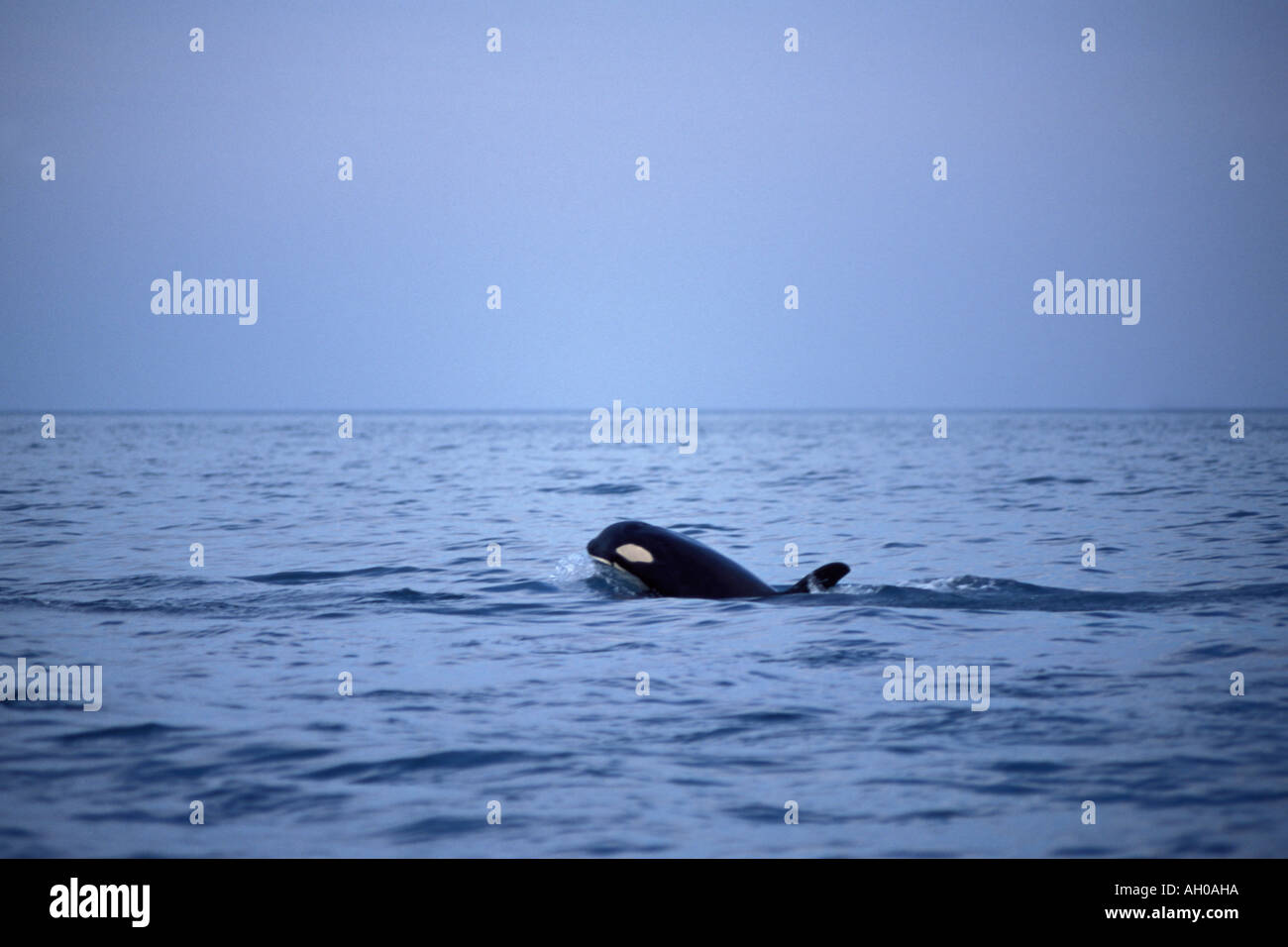orca killer whale Orcinus orca in Kenai Fjords National Park Chiswell ...