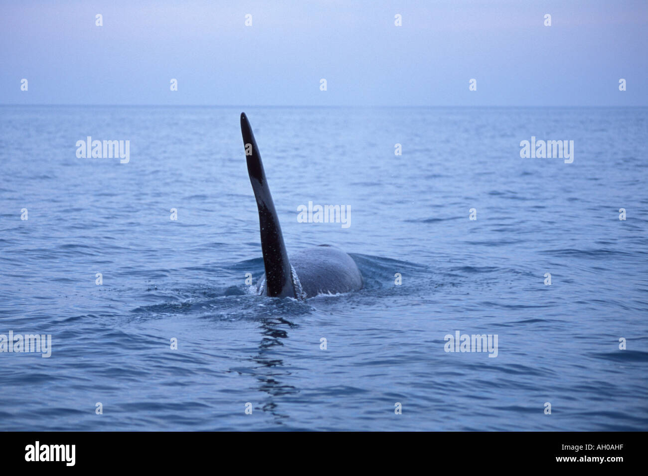 orca killer whale Orcinus orca male in resurrection bay Kenai Fjords ...