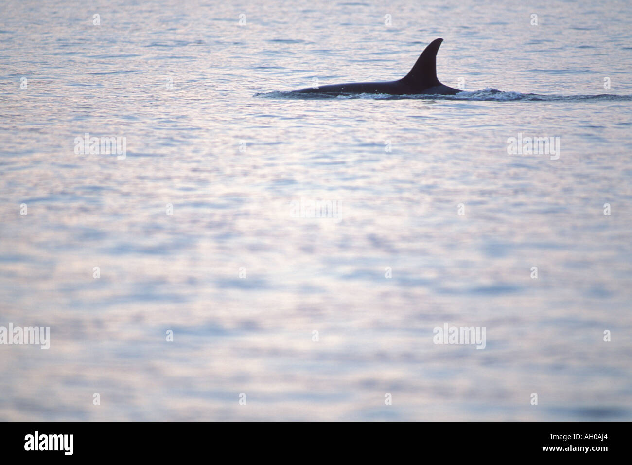 orca killer whale Orcinus orca in Kenai Fjords National Park Chiswell ...