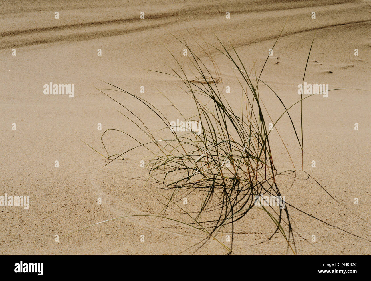 sand and grass Stock Photo - Alamy