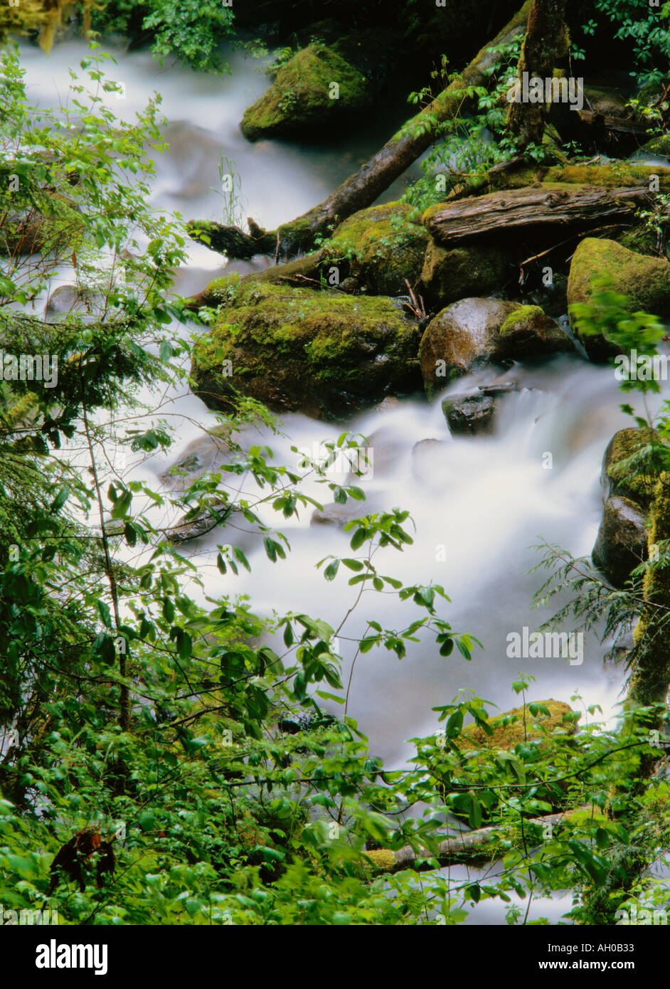 Pacific northwest stream Stock Photo - Alamy