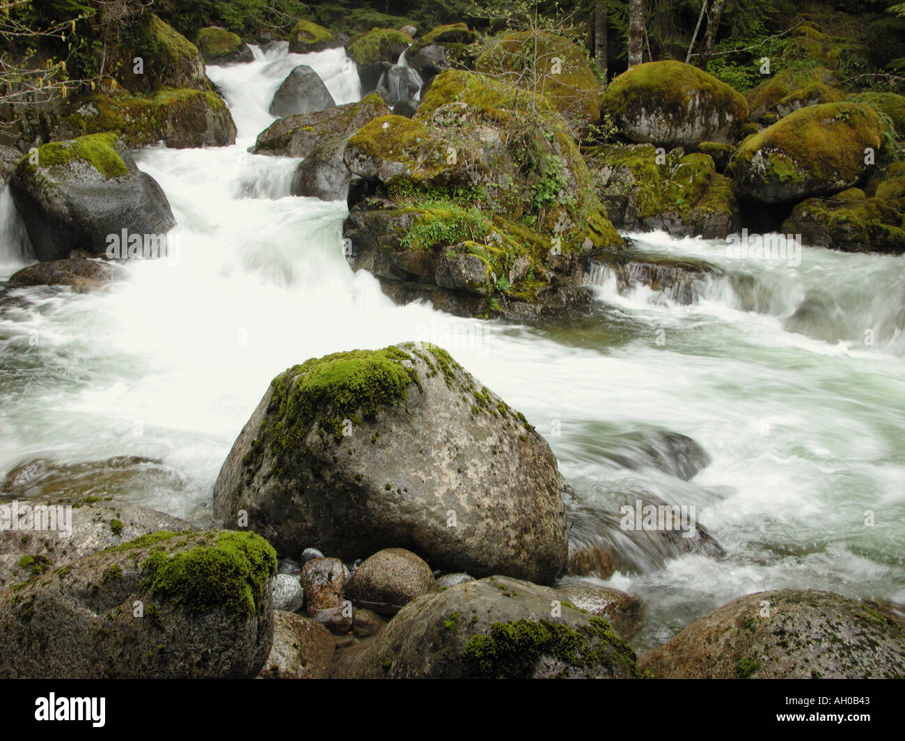 Pacific northwest stream Stock Photo - Alamy