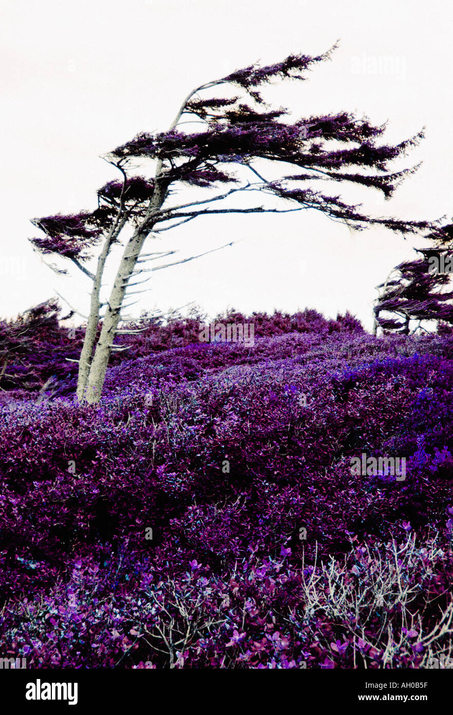 Wind swept tree Florence Oregon Previous Reference Number A3672C Stock ...